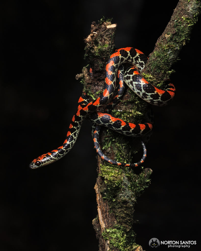 Guanabara Spotted Night Snake from Rodovia SP-165, Km 111, s/n André ...