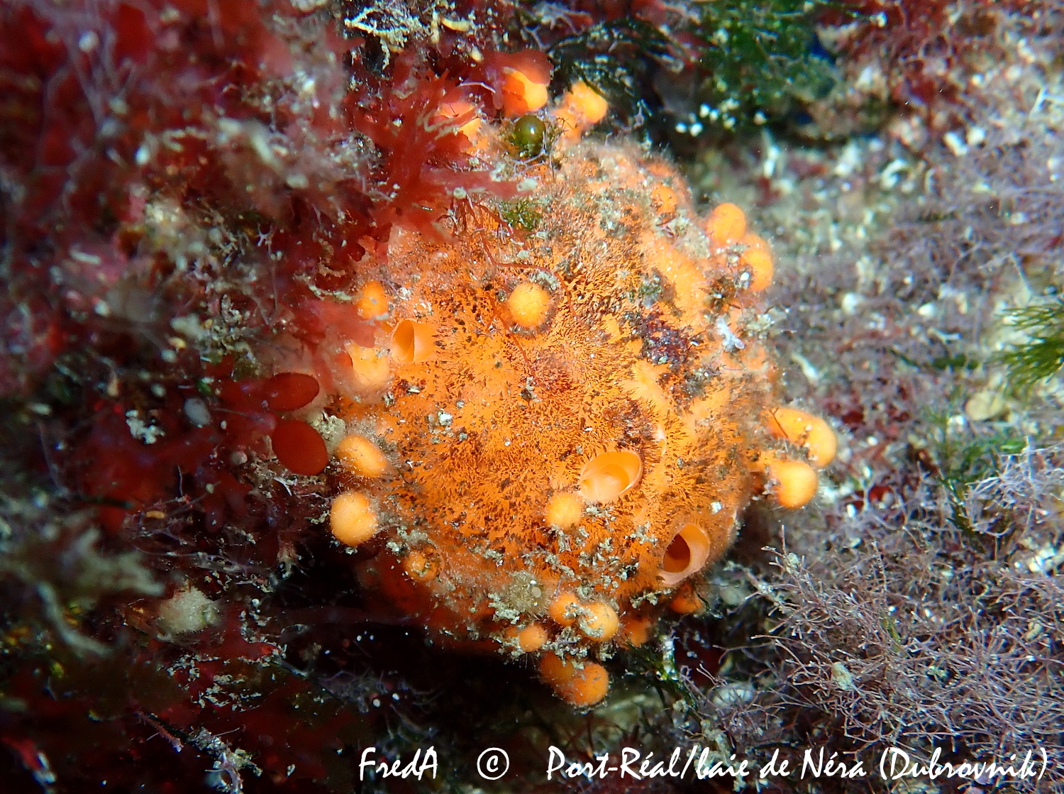 Tethya aurantium (Pallas, 1766)