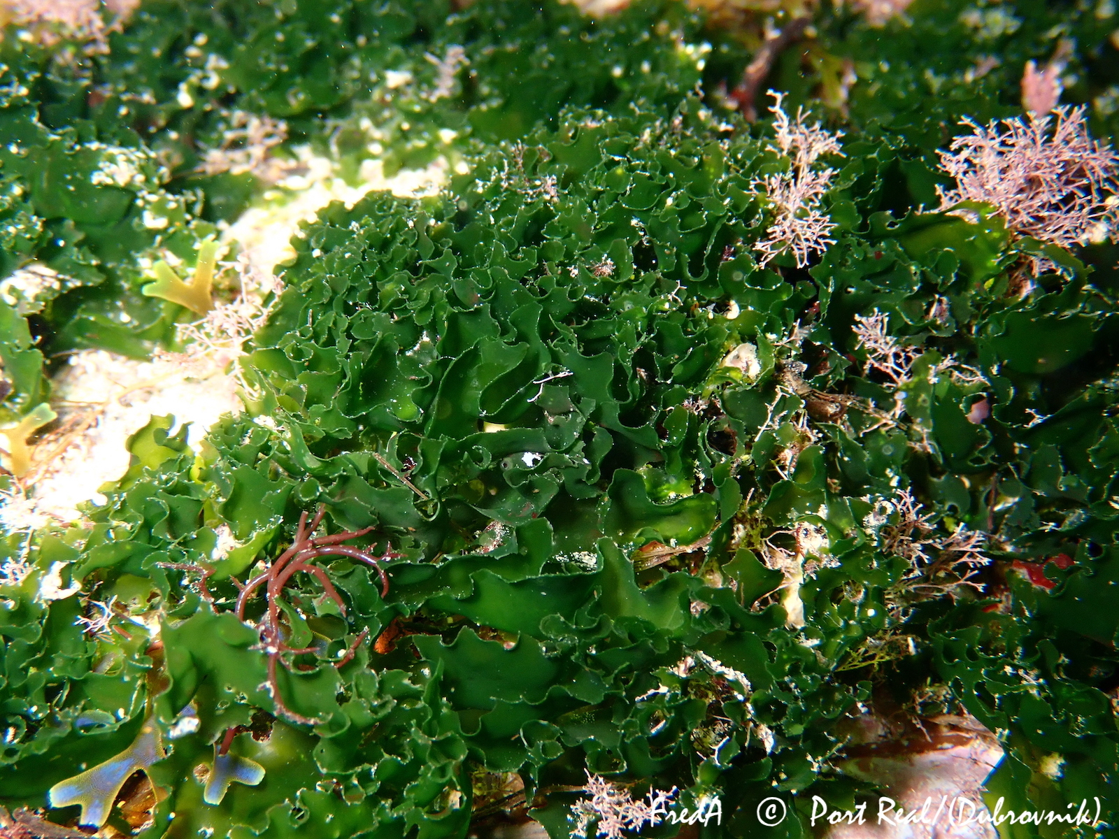 Ulva rigida C.Agardh