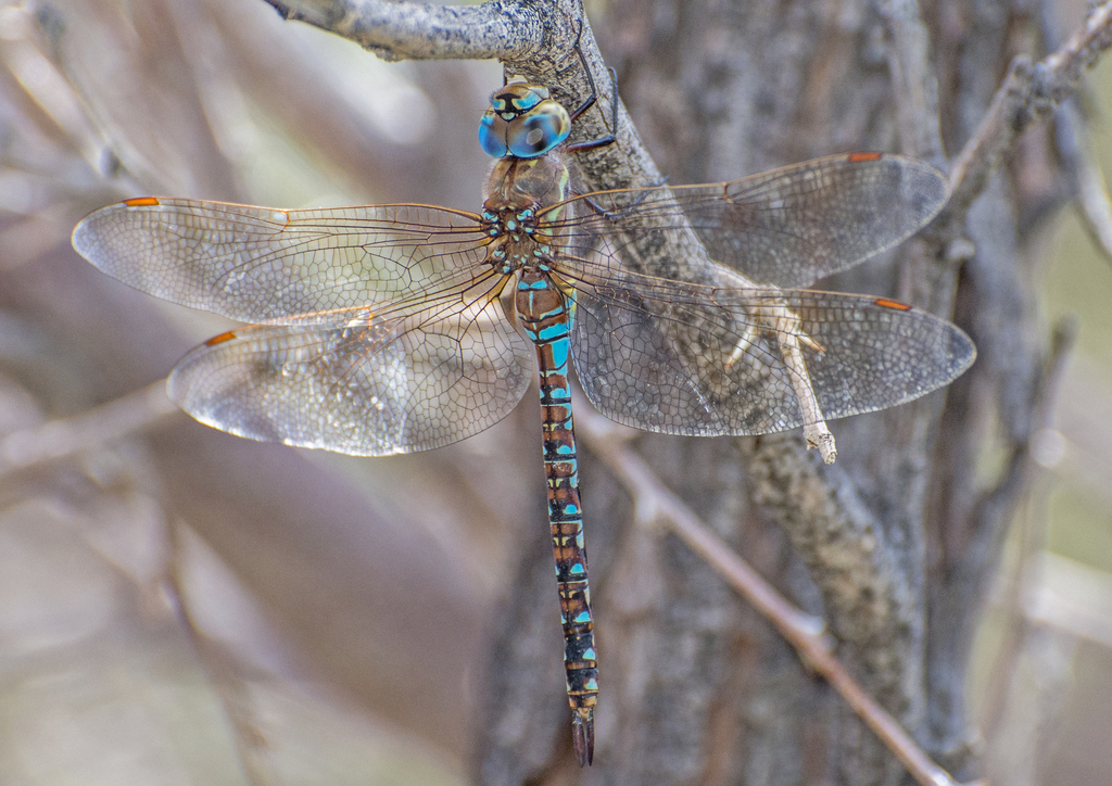 Blue-eyed Darner from Nye County, NV, USA on September 17, 2021 at 03: ...