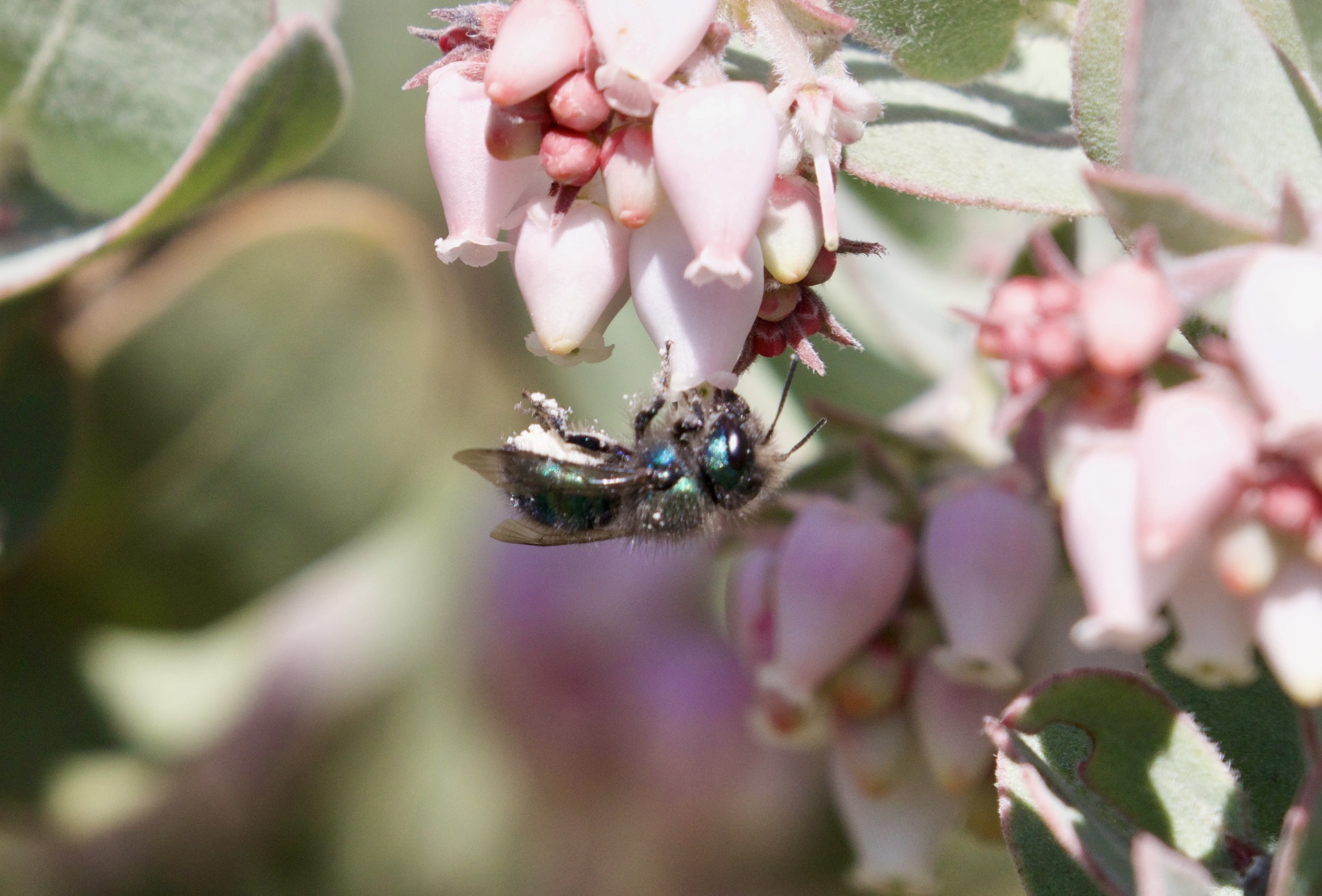 Osmia ribifloris Cockerell, 1900