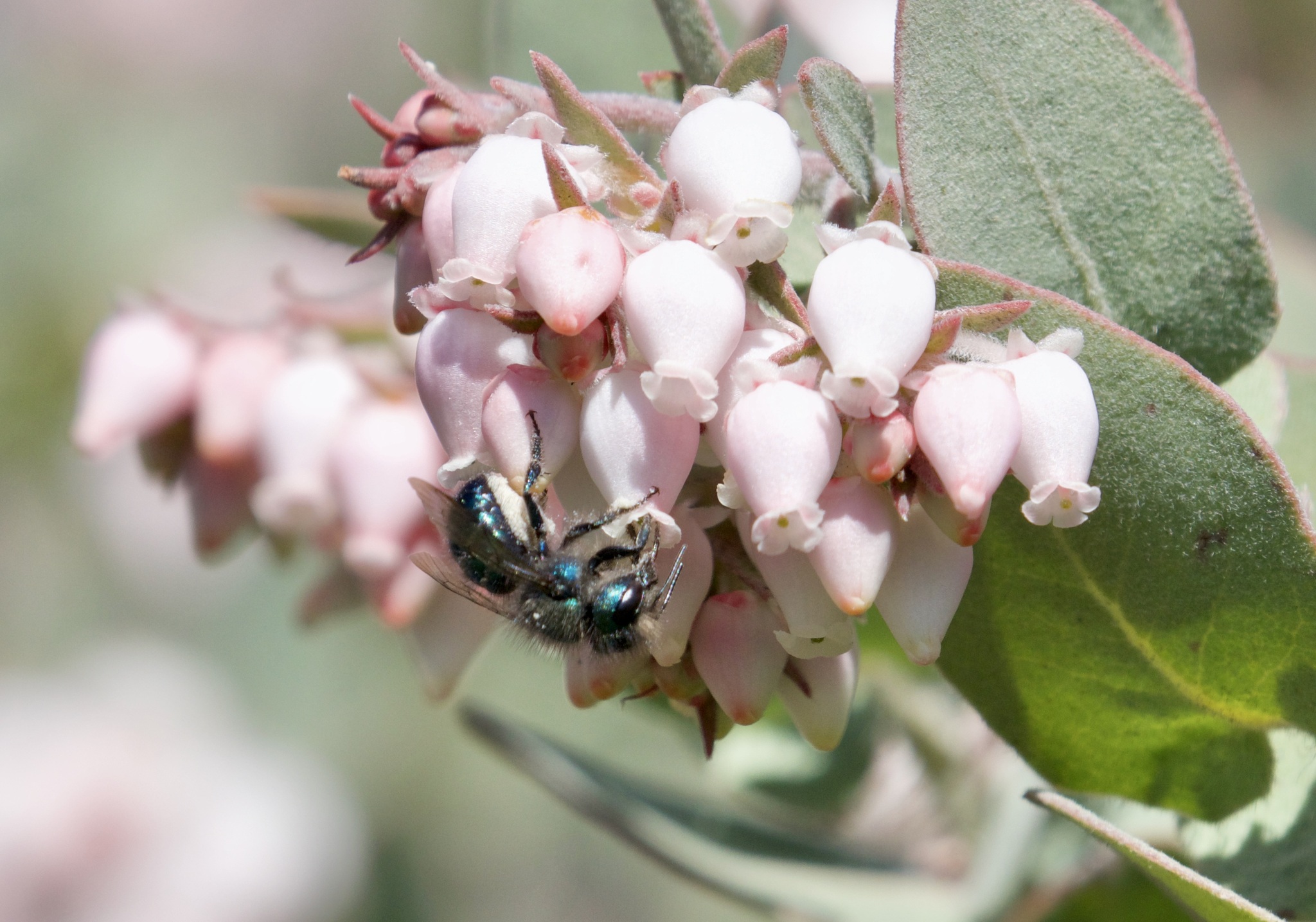 Osmia ribifloris Cockerell, 1900