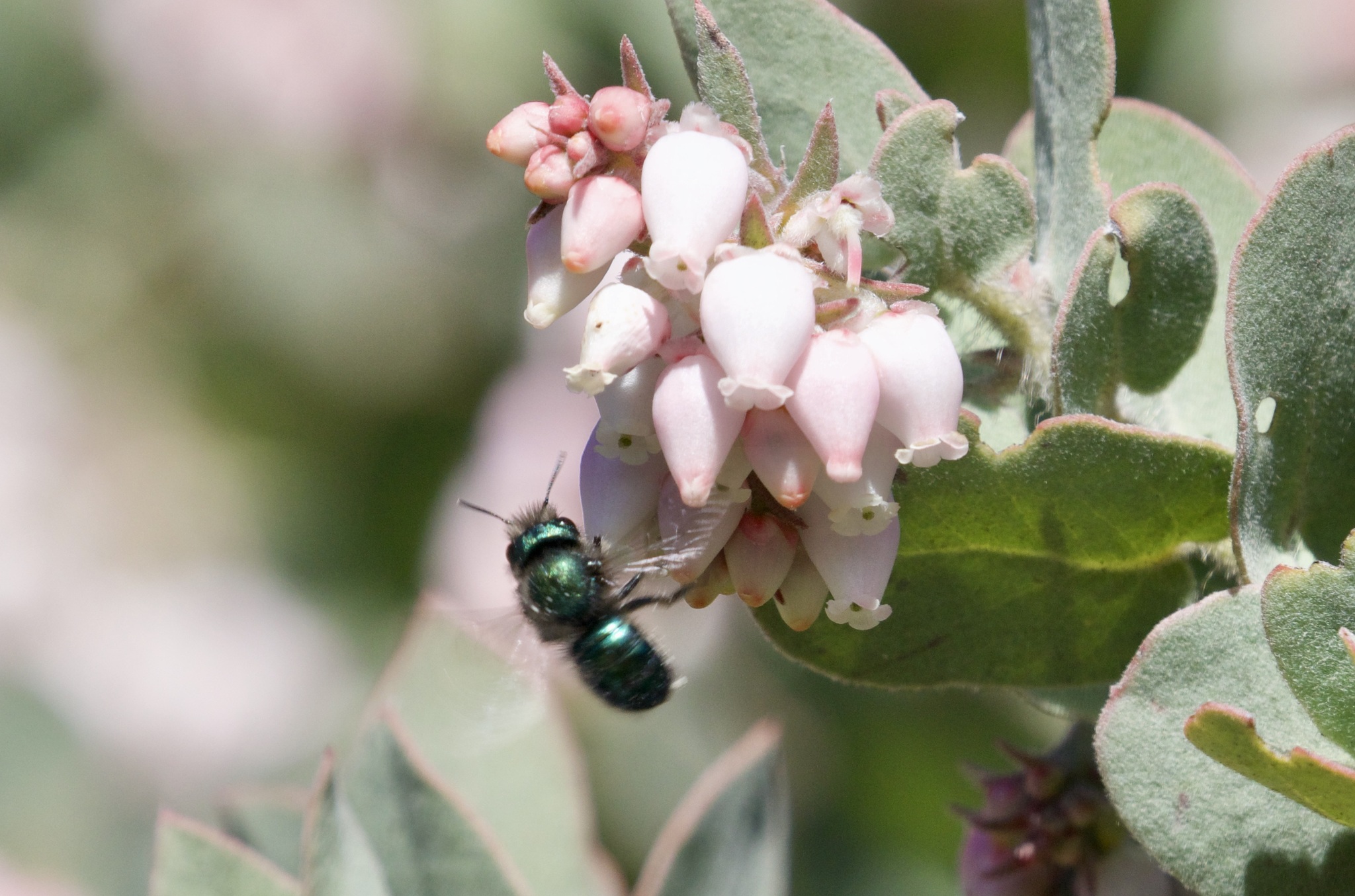 Osmia ribifloris Cockerell, 1900