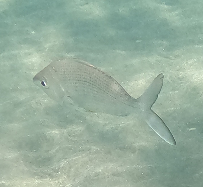 Gerres longirostris (Lacepède, 1801)