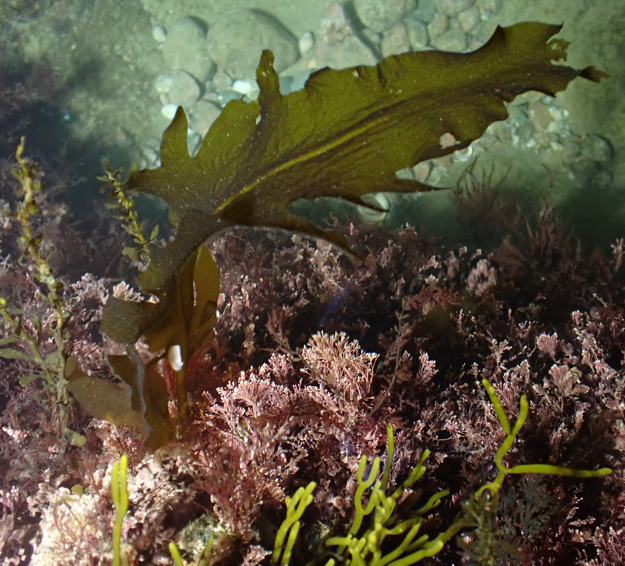 Undaria pinnatifida (Harv.) Suringar