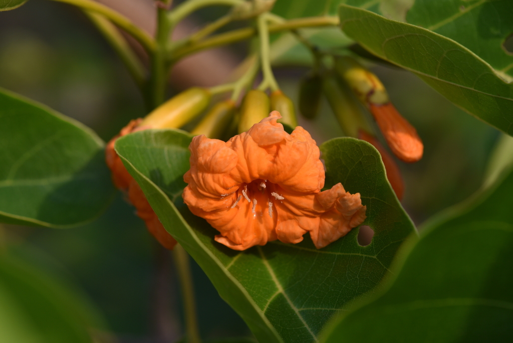 Kerosene Tree (Cordia subcordata) - Botanical Realm