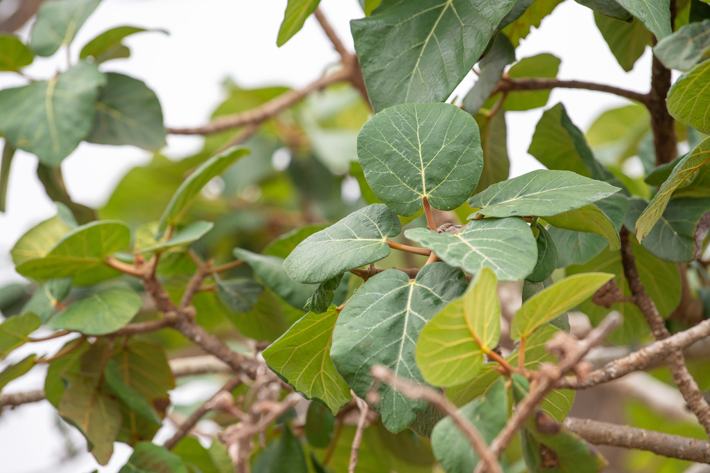 Ficus vasta from Arkhabil Suqutrá، Yemen on February 2, 2023 at 09:02 ...