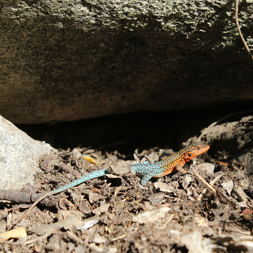 Blue-Green Smooth-throated Lizard (Liolaemus tenuis) - Snakes and Lizards