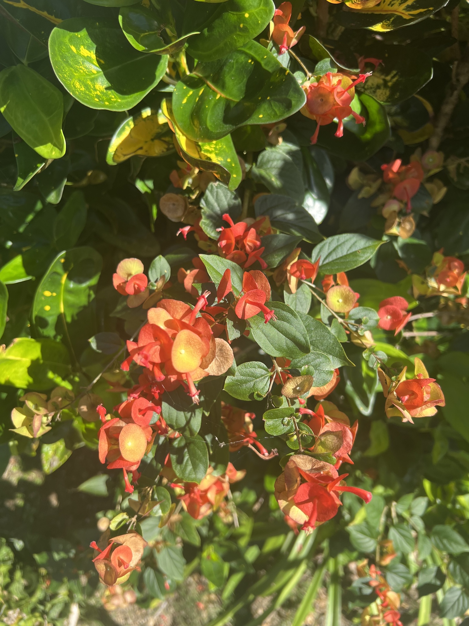 Holmskioldia sanguinea Retz.