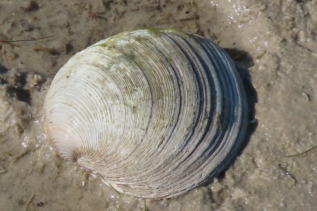 Southern Quahog from Bunche Beach, Florida 33908, USA on February 13 ...