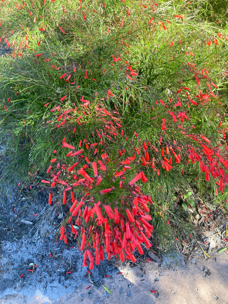 Firecracker plant from Orlando on February 13, 2023 at 02:43 PM by ...