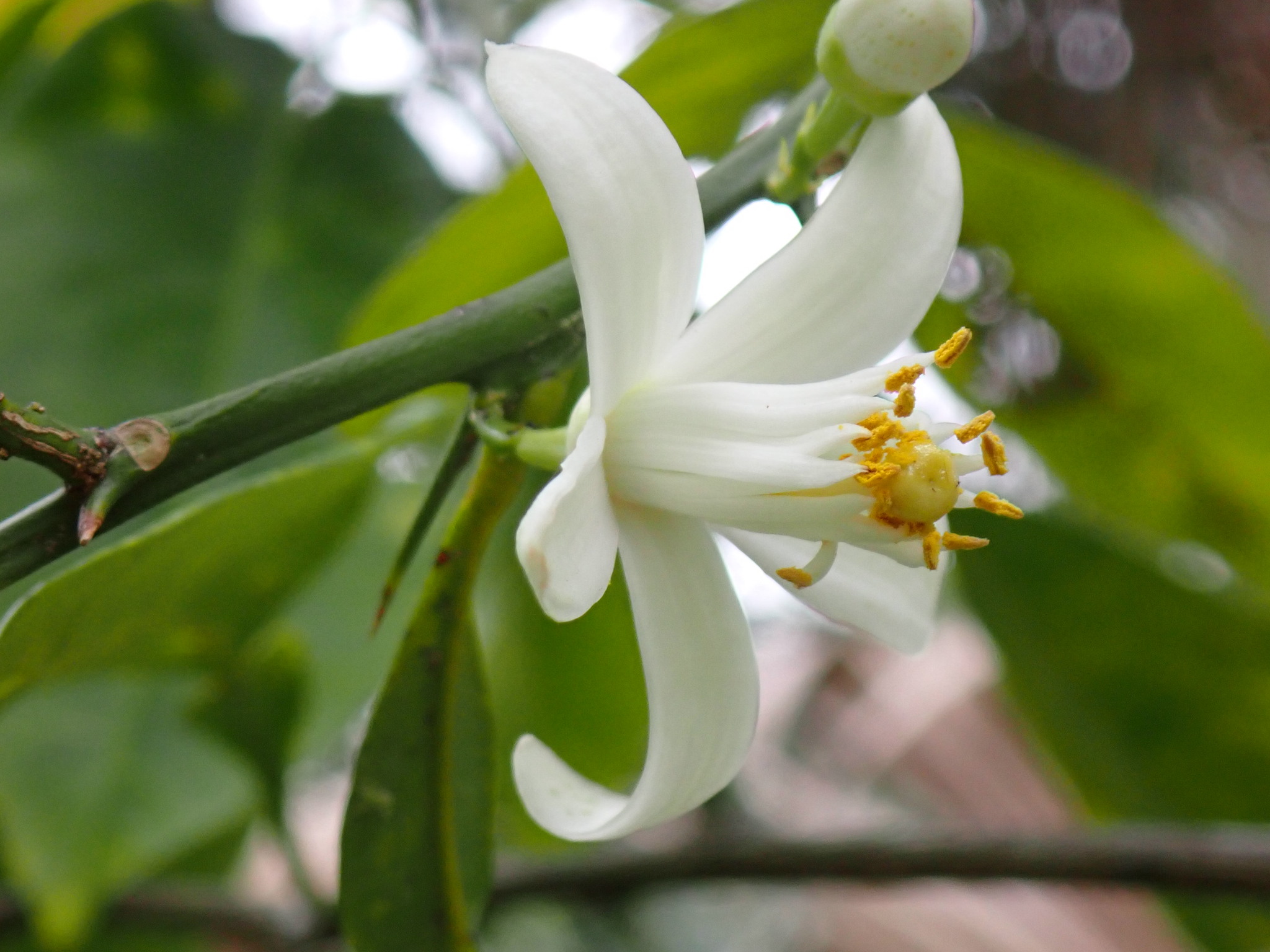 Citrus ×aurantium L.