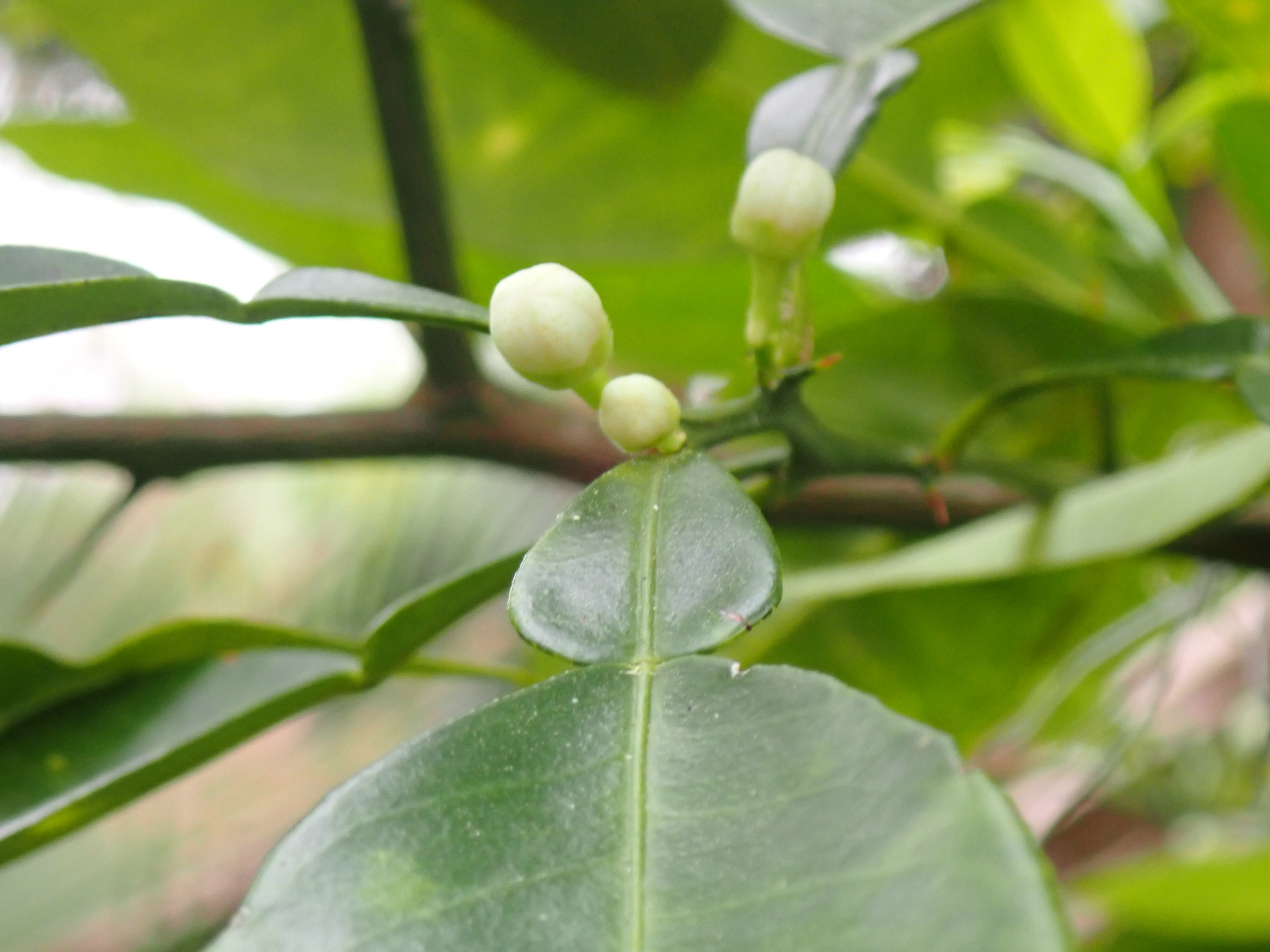 Citrus ×aurantium L.