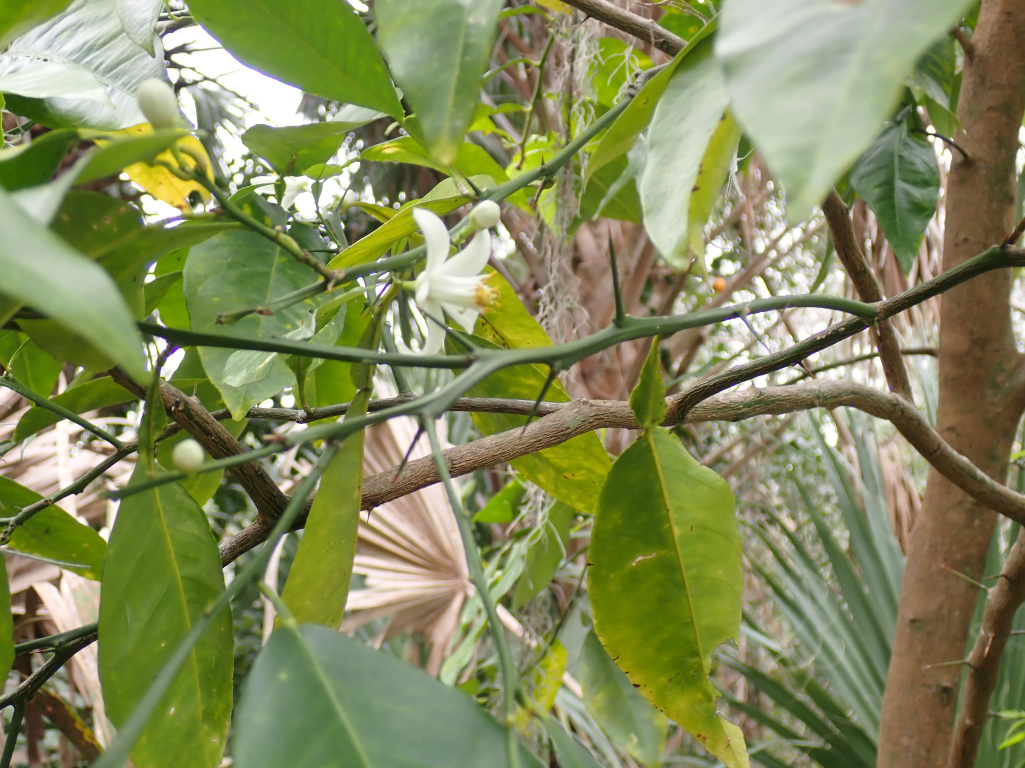 Citrus ×aurantium L.