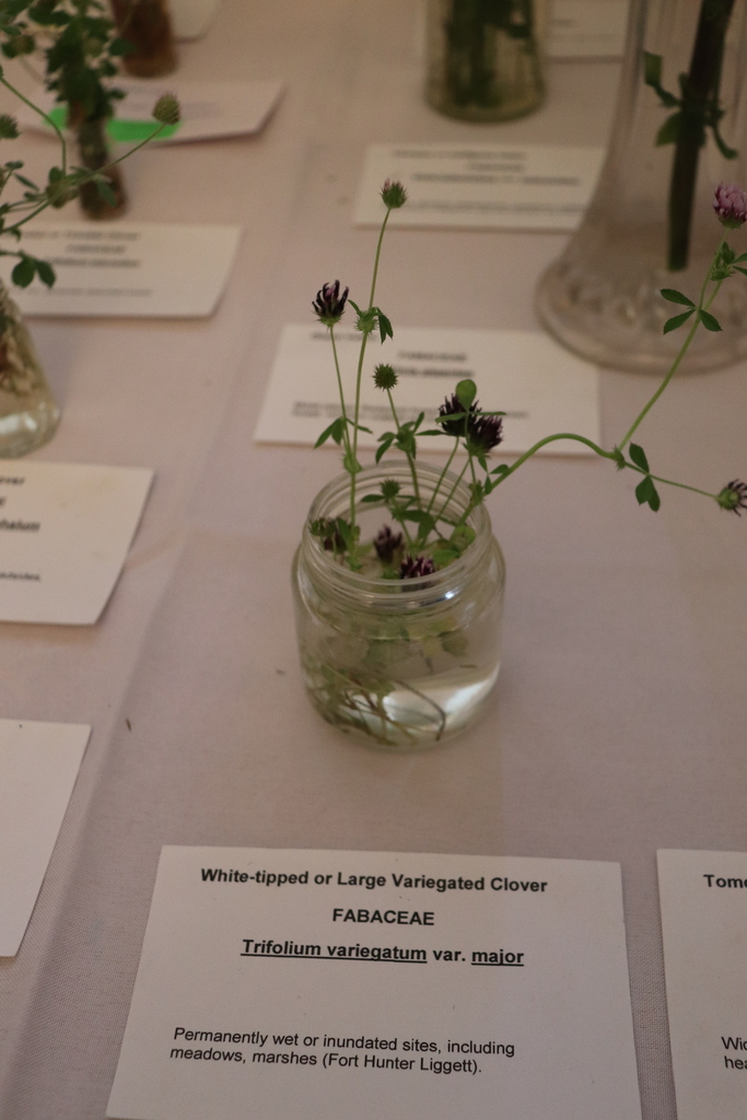 large variegated clover (Trifolium variegatum major) - Botanical Realm