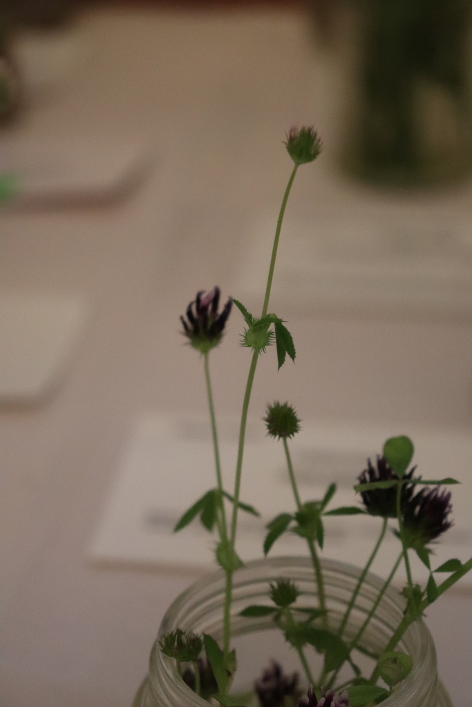 large variegated clover (Trifolium variegatum major) - Botanical Realm