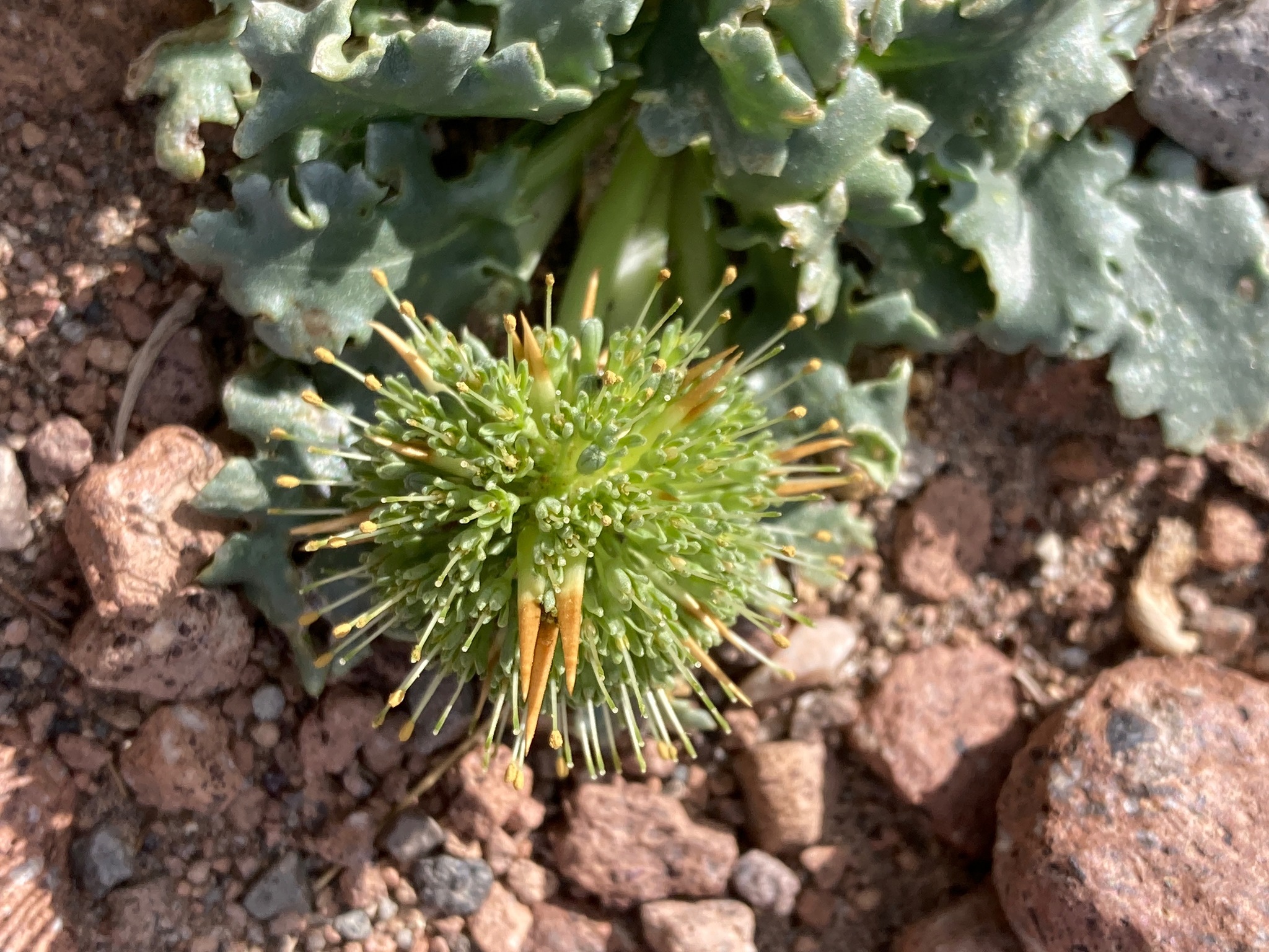 Calycera herbacea Cav.