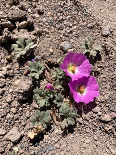 Tarasa humilis · iNaturalist