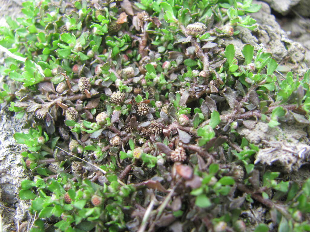 Centipeda minima minima from Mackenzie District, Canterbury, New ...
