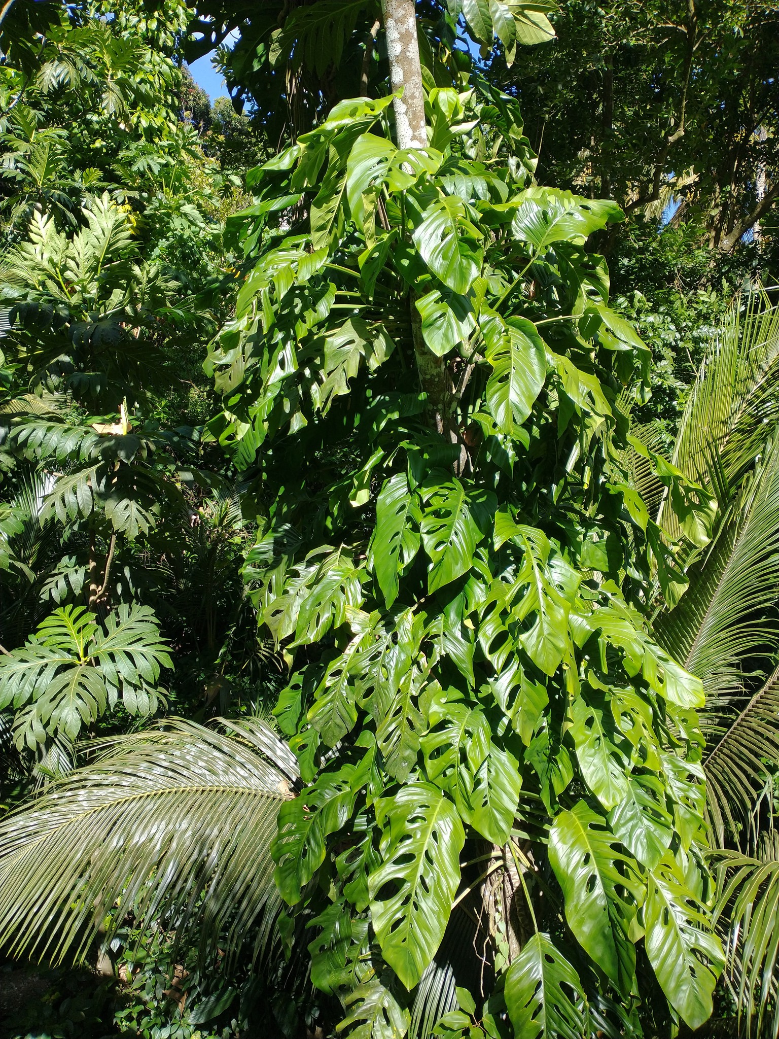 Monstera adansonii Schott