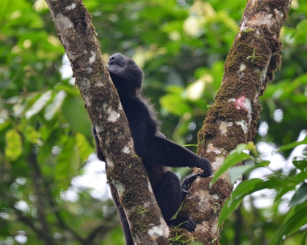 Mantled Howler Monkey from Braulio Carrillo, CR-HE, CR on October 20 ...