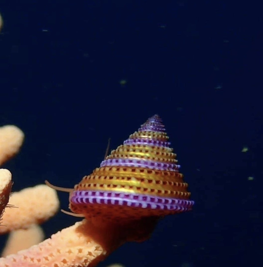 Jeweled Top Snail from Monterey Bay, Monterey, CA, US on February 11 ...