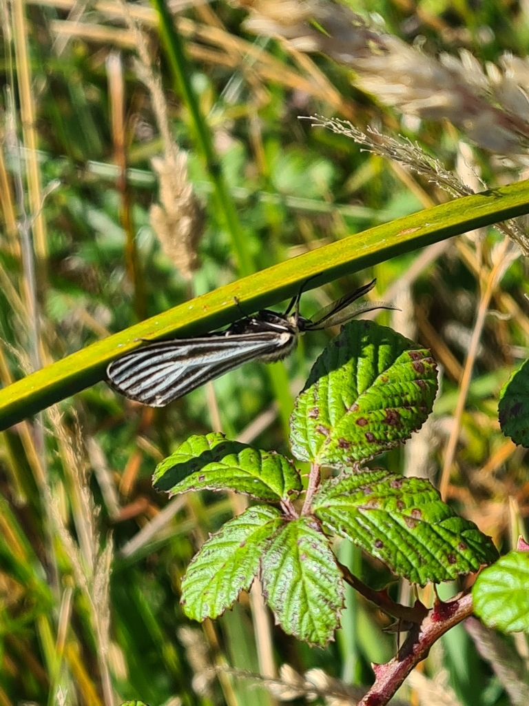 cattail moth from Caleta Lenga / Hualpén, Hualpén, Bío Bío, Chile on ...