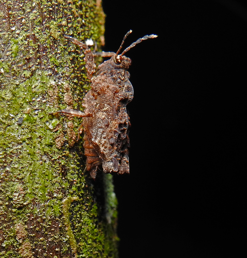 Metrodora from La Vega, Cundinamarca, Colombia on September 30, 2019 at ...