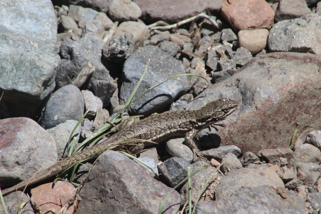 Fitzgerald's Tree Iguana from Portillo, Los Andes, Valparaíso, Chile on ...
