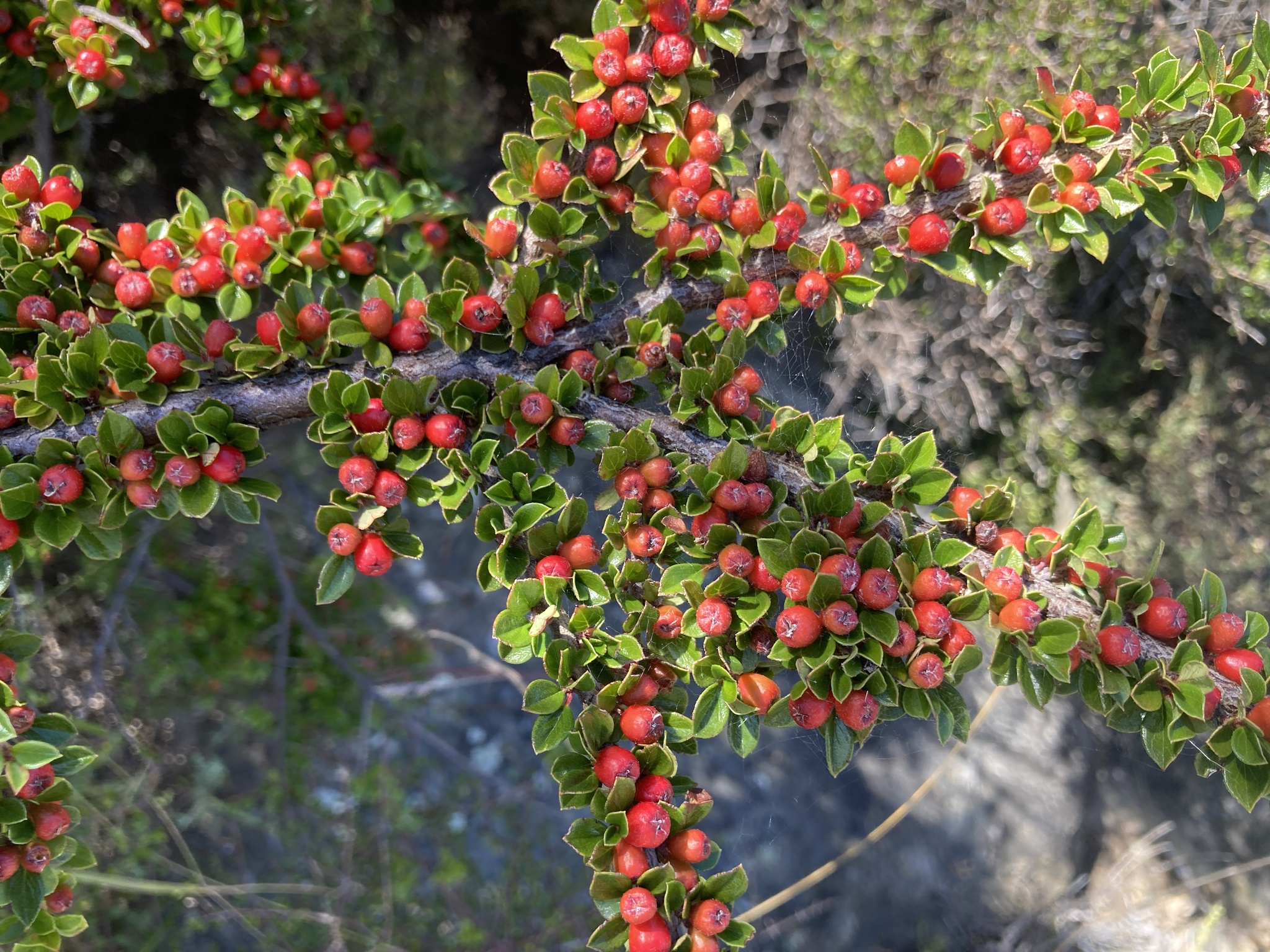 Cotoneaster horizontalis Decne.