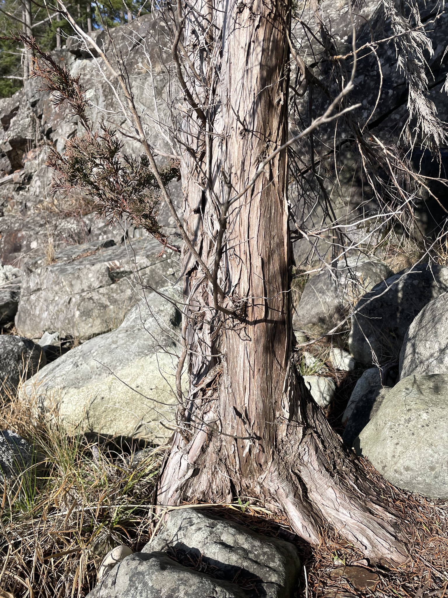 Juniperus scopulorum Sarg.