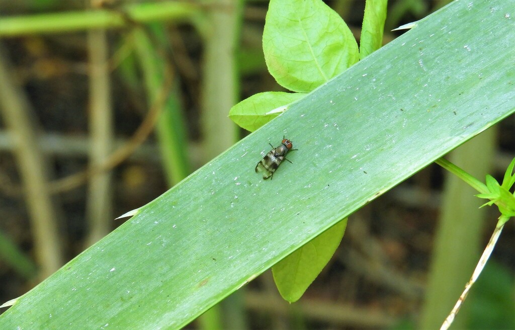 Euxesta eluta from Bioparque 37000 Melo, Departamento de Cerro Largo ...