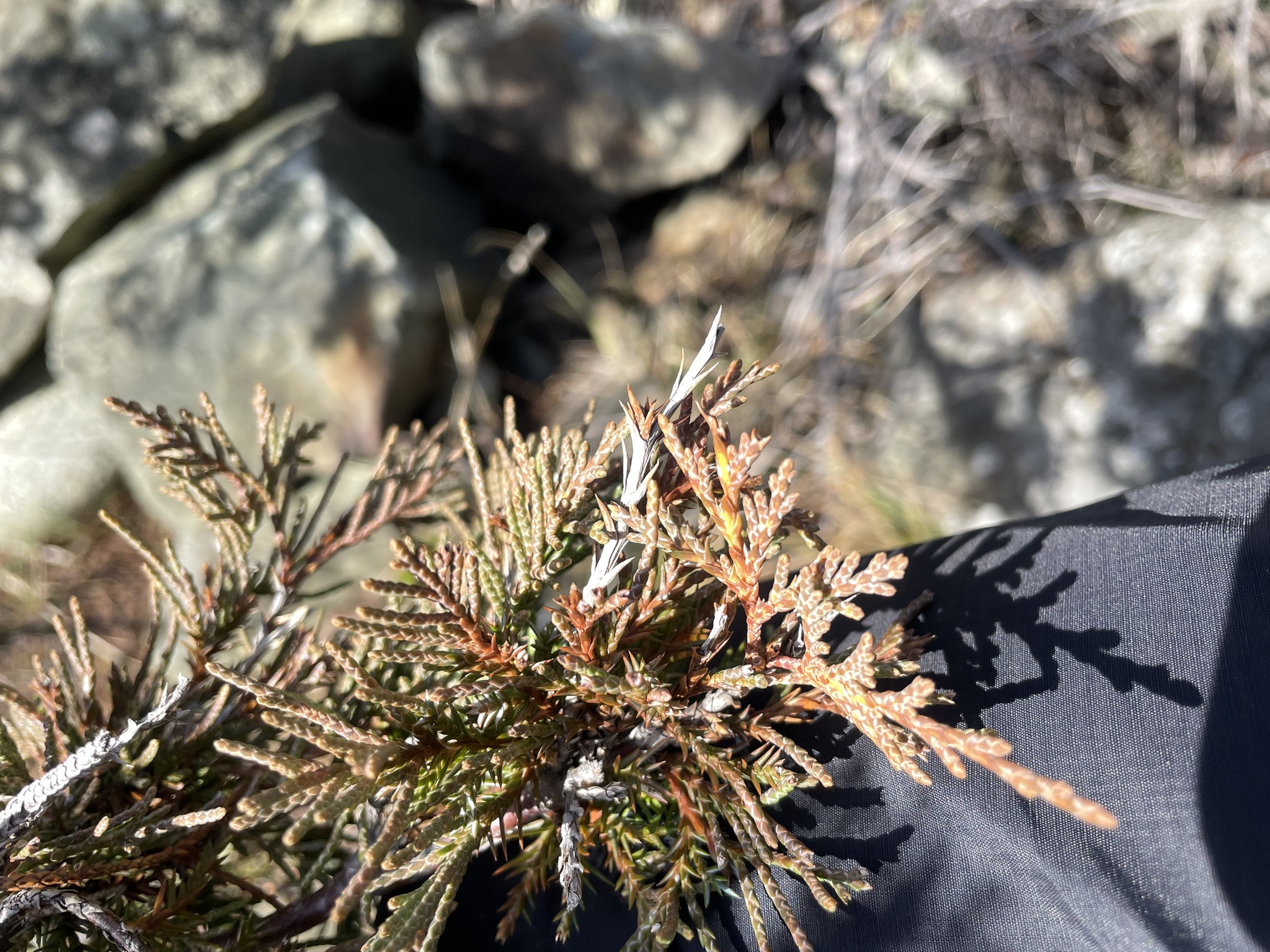 Juniperus scopulorum Sarg.