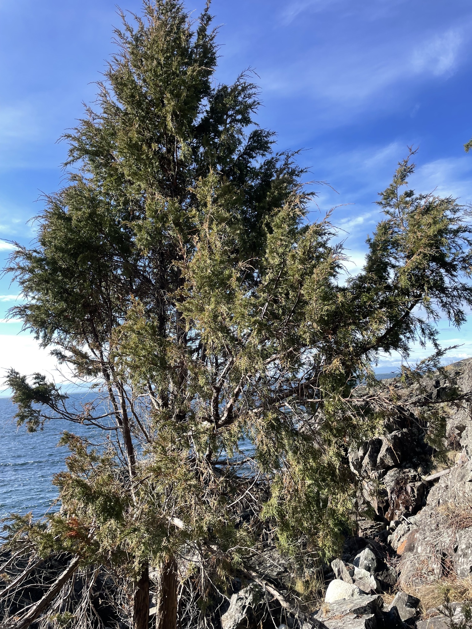 Juniperus scopulorum Sarg.