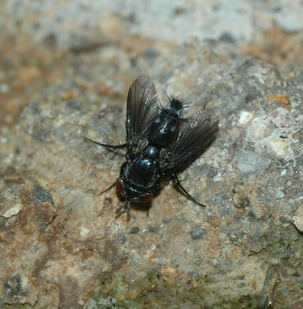 Bot Flies, Blow Flies, and Allies from Santiago Laollaga, Oax., México ...