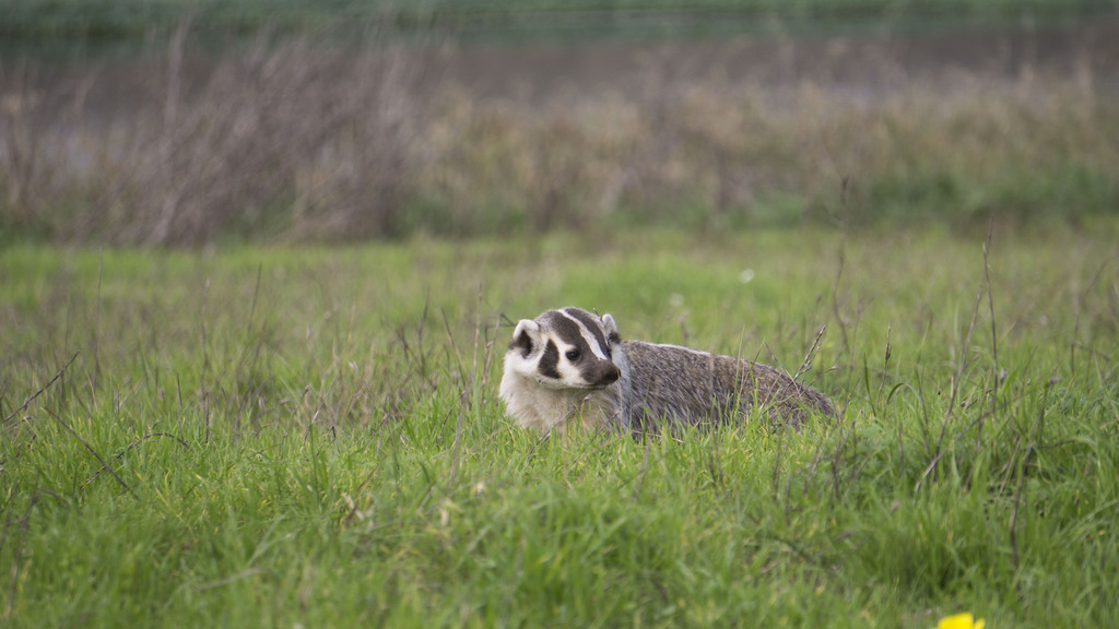 American Badger from Marin County, CA, USA on November 11, 2016 at 01: ...