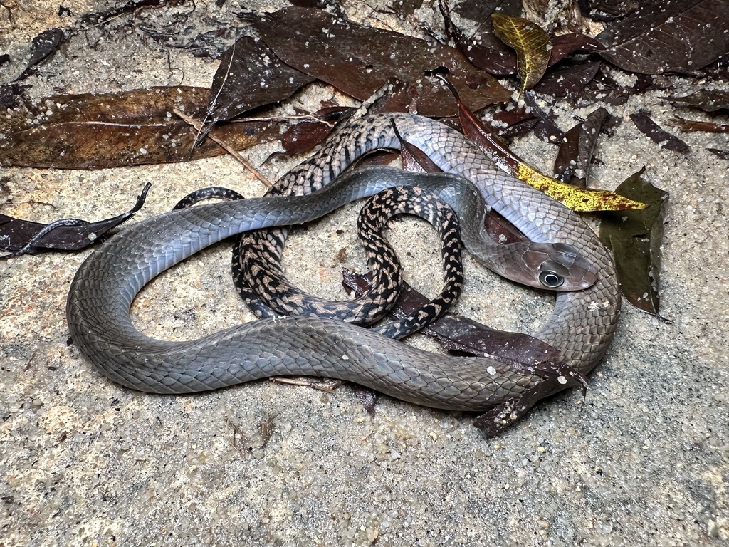 Keeled Rat Snake from Quill Killer, Kuala Lumpur, Kuala Lumpur, MY on ...