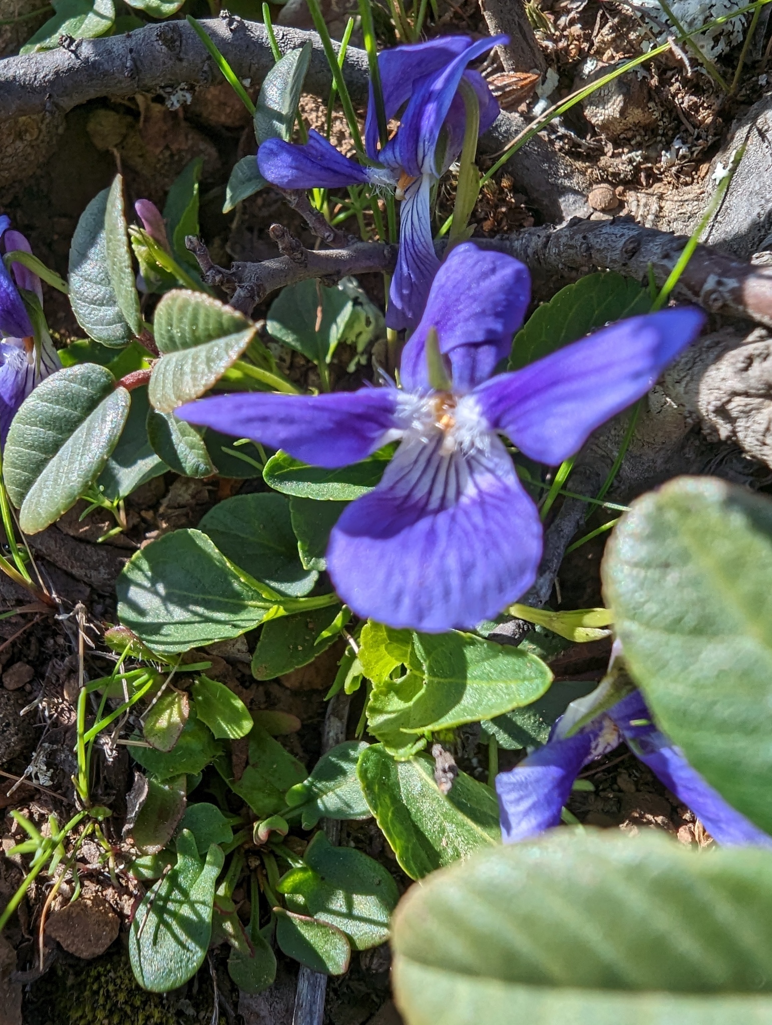 Viola adunca Sm.