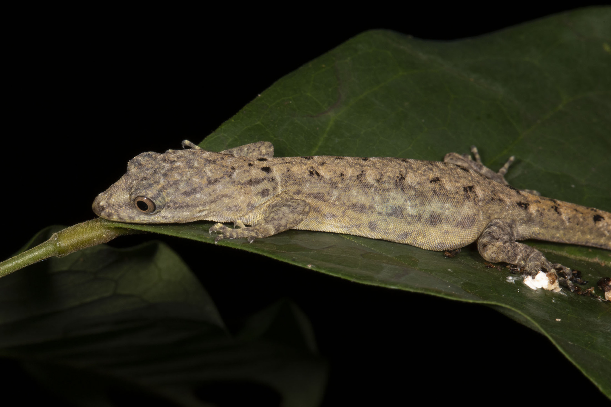 Gonatodes humeralis (Guichenot, 1855)