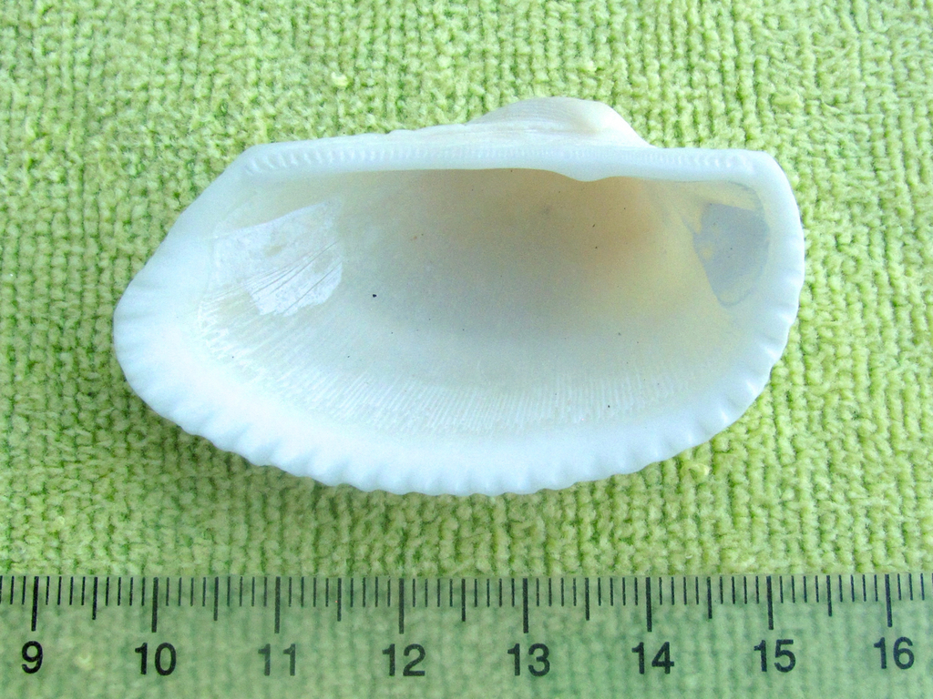 Anadara floridana (Marine Shells of Fort Pickens, Gulf Islands National ...