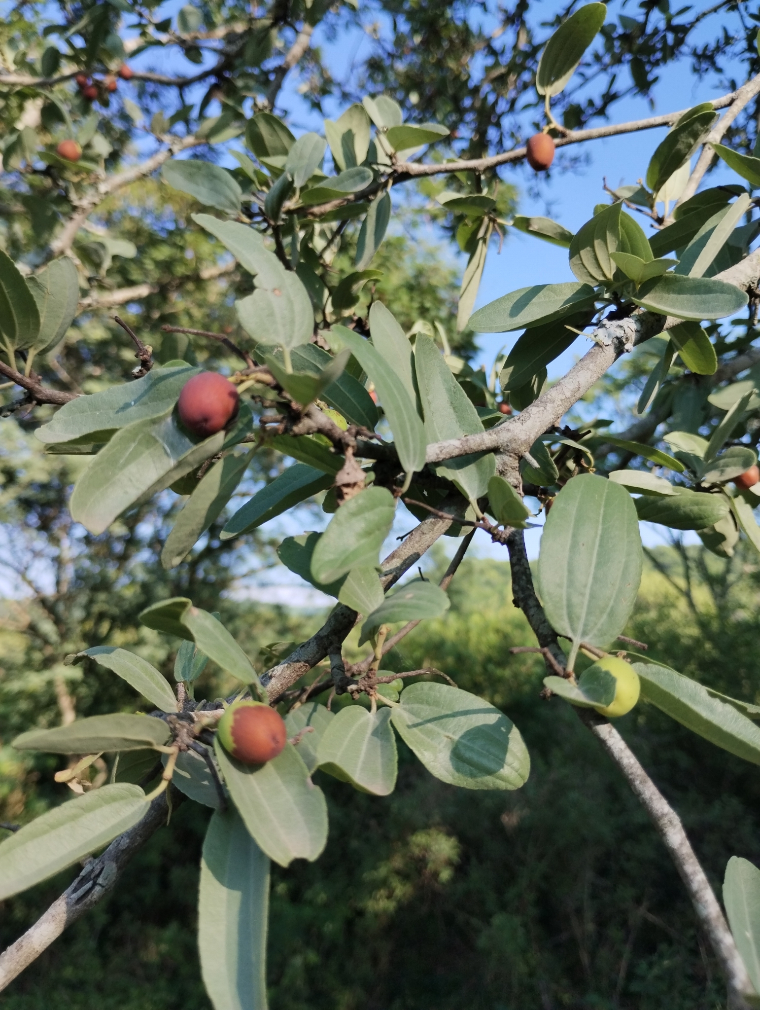 Sarcomphalus mistol (Griseb.) Hauenschild