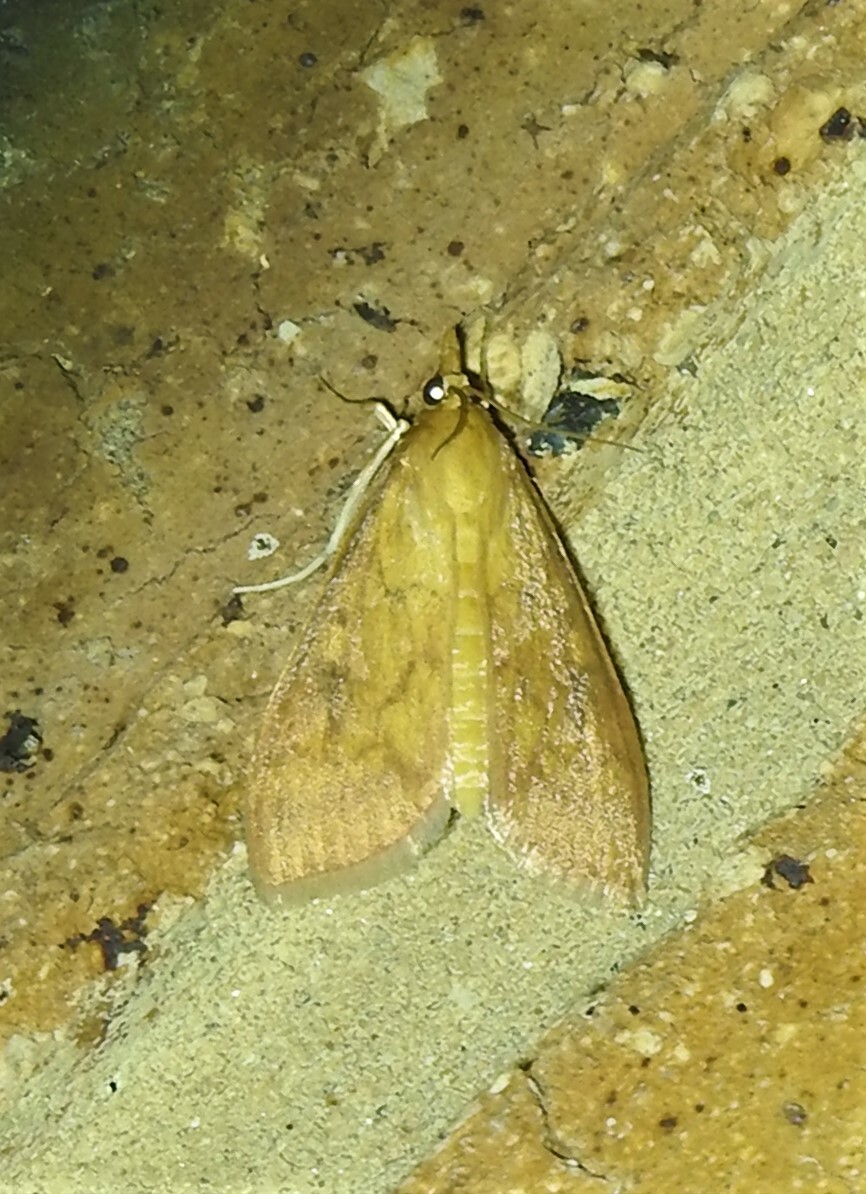 Ostrinia furnacalis (Guenée, 1854)