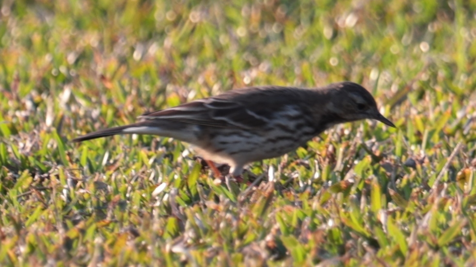 Asian Buff-bellied Pipit from 台灣台北 on February 12, 2023 at 04:58 PM by ...