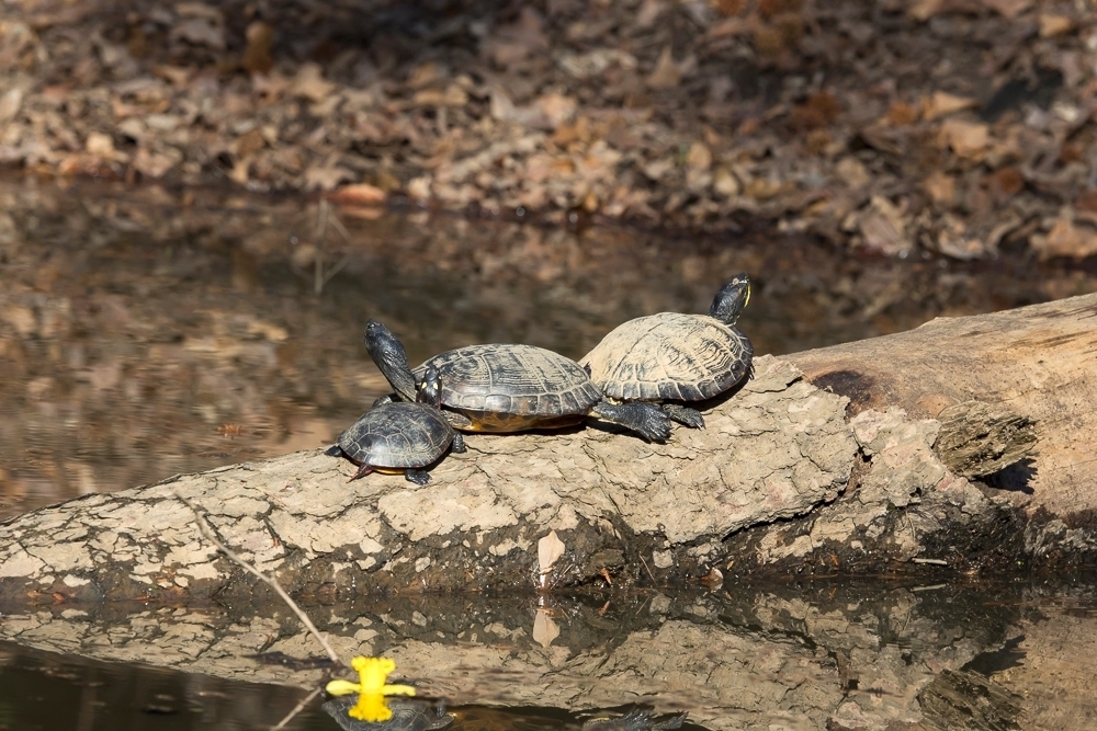 Trachemys scripta scripta