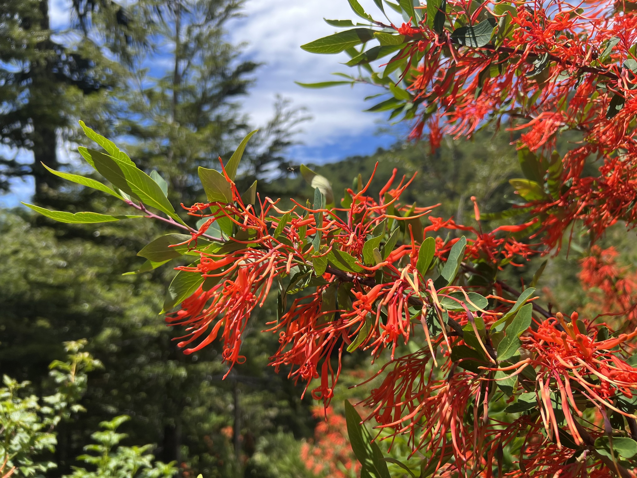Embothrium coccineum J.R.Forst. & G.Forst.