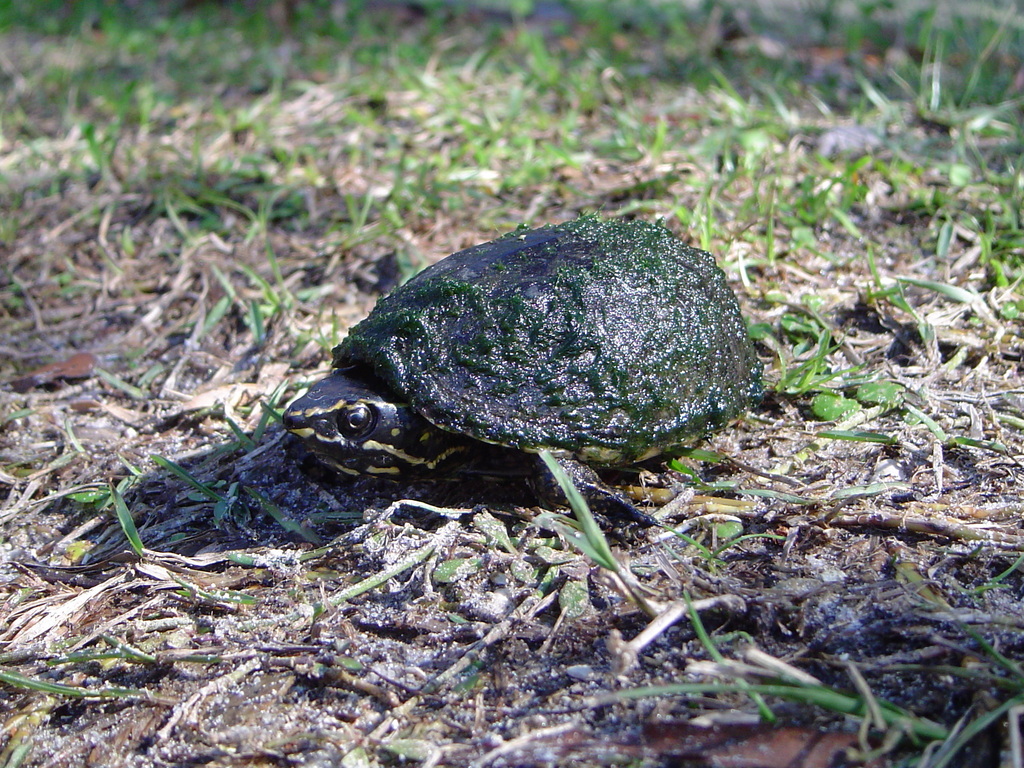 Eastern Musk Turtle in February 2006 by Moses Michelsohn · iNaturalist