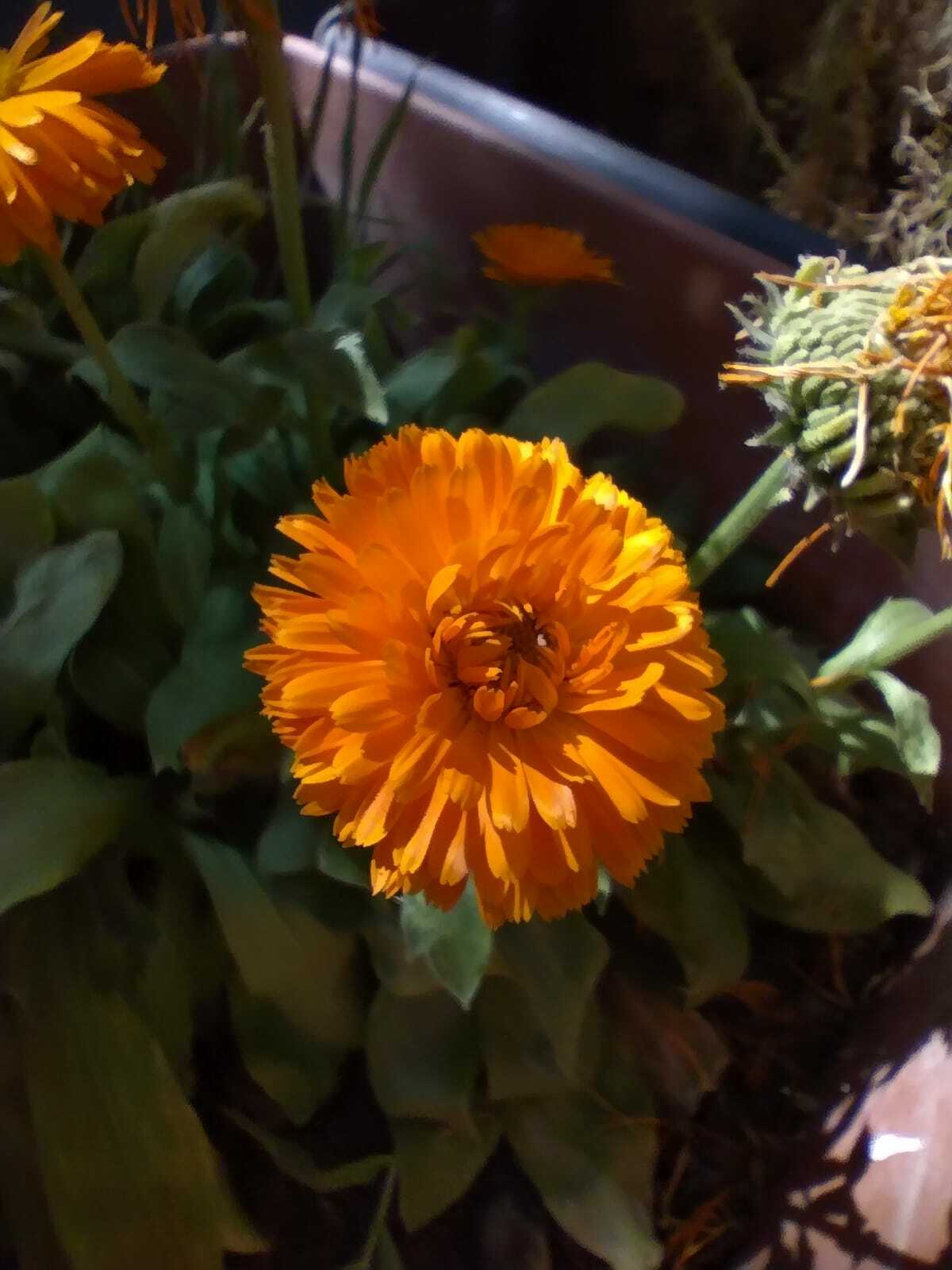 Calendula officinalis L.