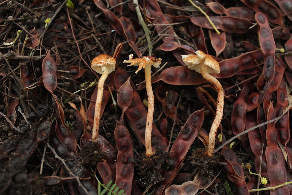 Chestnut Dapperling from Curicó, Maule, Chile on July 19, 2022 at 03:38 ...
