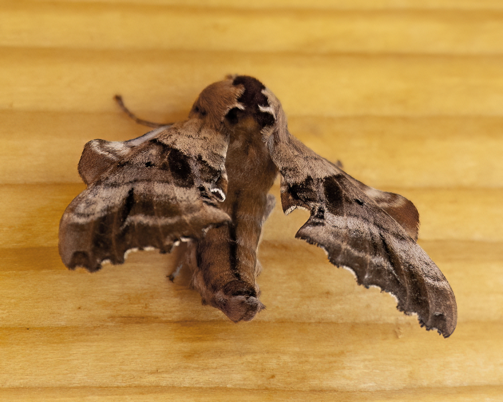 Blinded Sphinx from 6 miles SE of Meeker, Rio Blanco County, CO, USA on ...