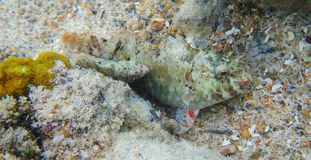 Sparisoma from Aruba on February 13, 2023 at 04:42 PM by Daniel Onea ...